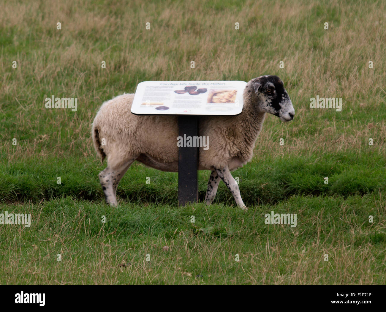Sheep having a scratch against an information board at Maiden Castle ...
