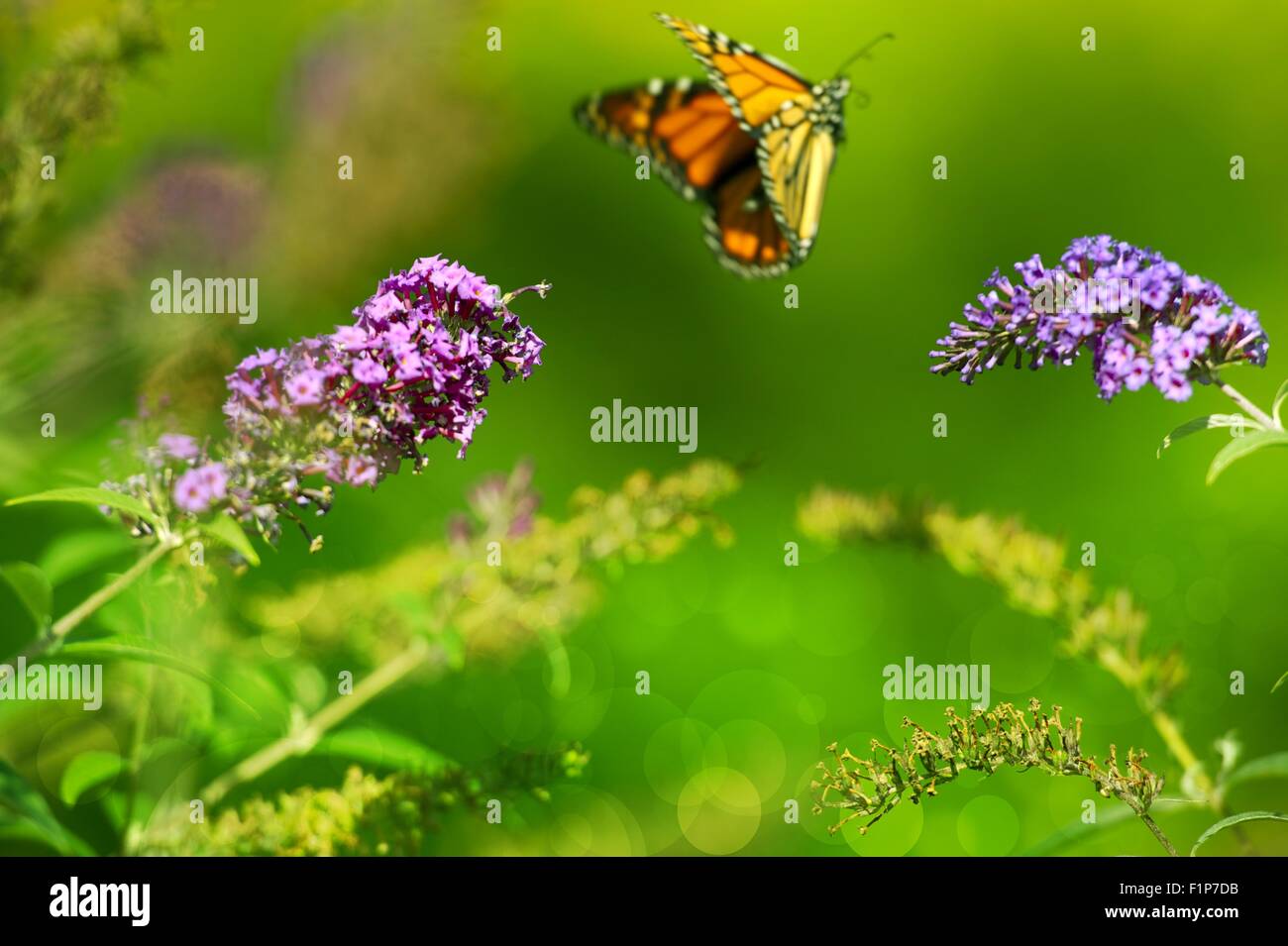 Summer Meadow. Monarch Butterfly in the Fly and Green Blossom Meadow ...