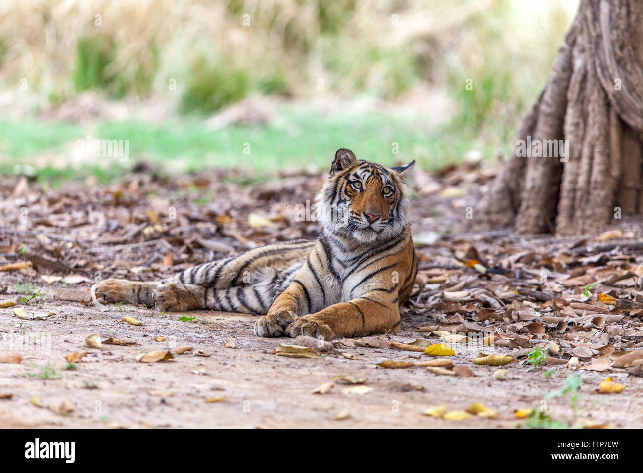 Bengal Tiger near by Rajbaug lake Ranthambhore forest. [Panthera Tigris ...
