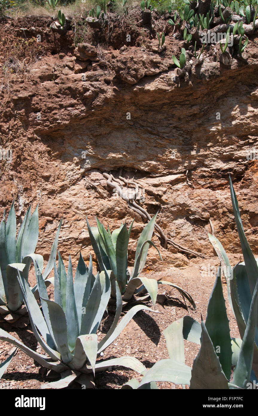Aloe Vera (Aloe spp) in Parc Guell, Barcelona Stock Photo - Alamy