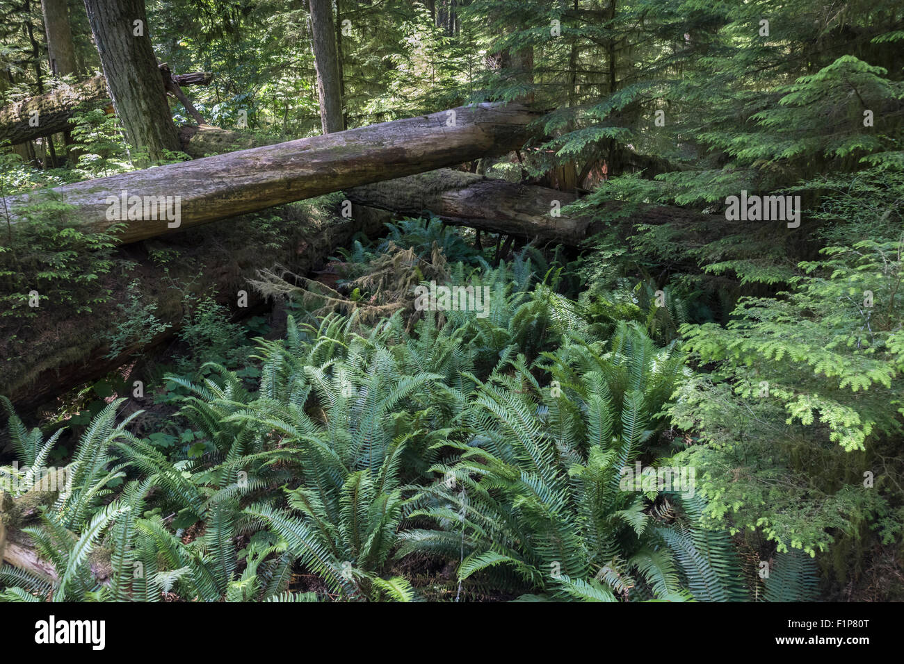 Cathedral Grove fallen trees and ferns, MacMillan Provincial Park ...