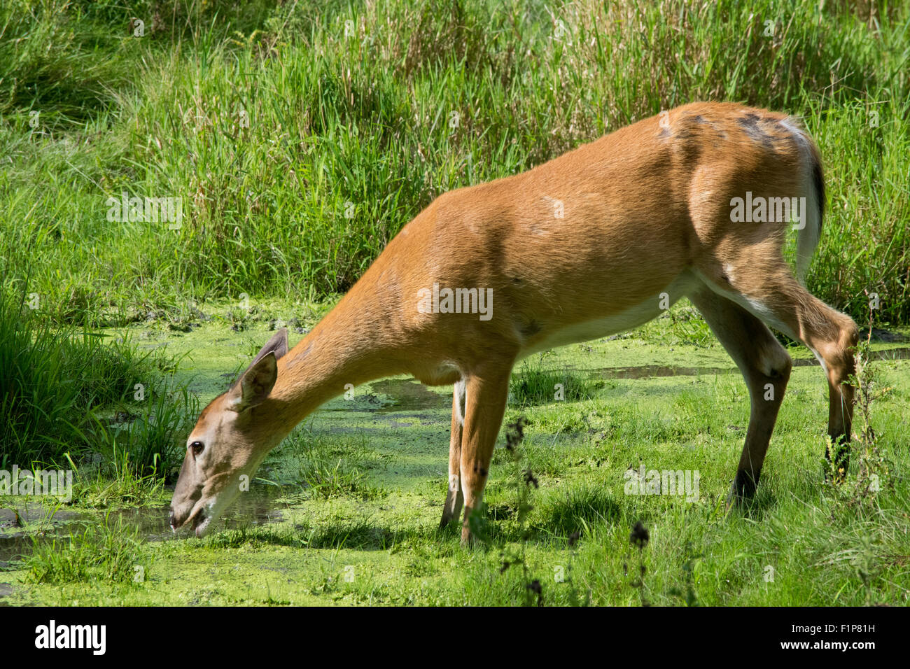 A White-tailed Doe feeding Stock Photo - Alamy