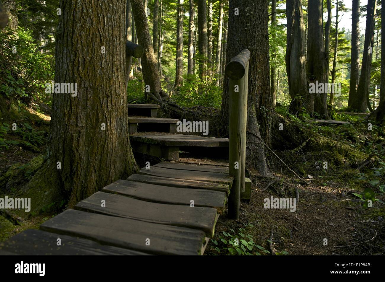 Wooden Pathway Trail in Olympic National Park, Washington State, USA ...