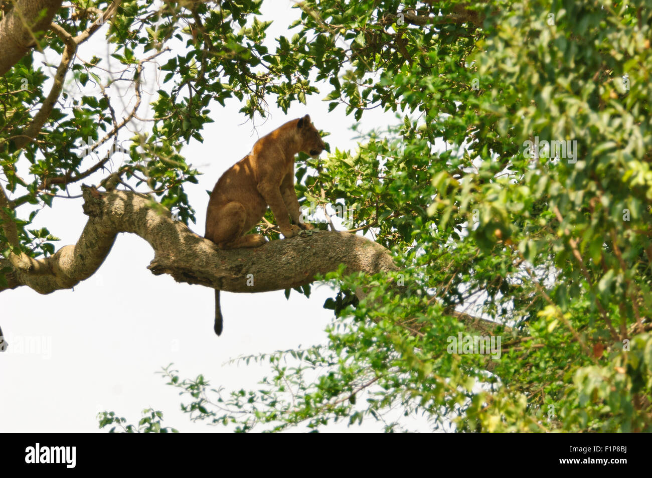 Queen Elizabeth National Park , Uganda. tree lion in a tree in Ishasha ...