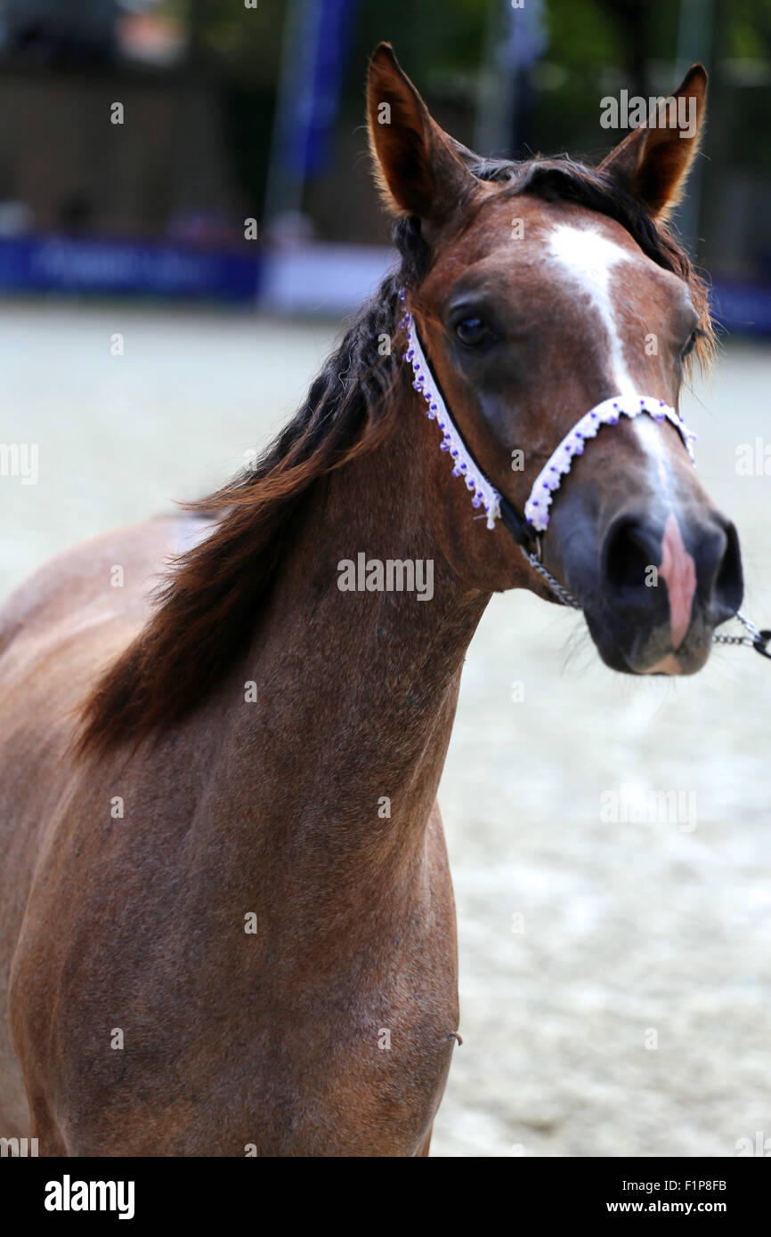 Arab show horse bridle hi-res stock photography and images - Alamy