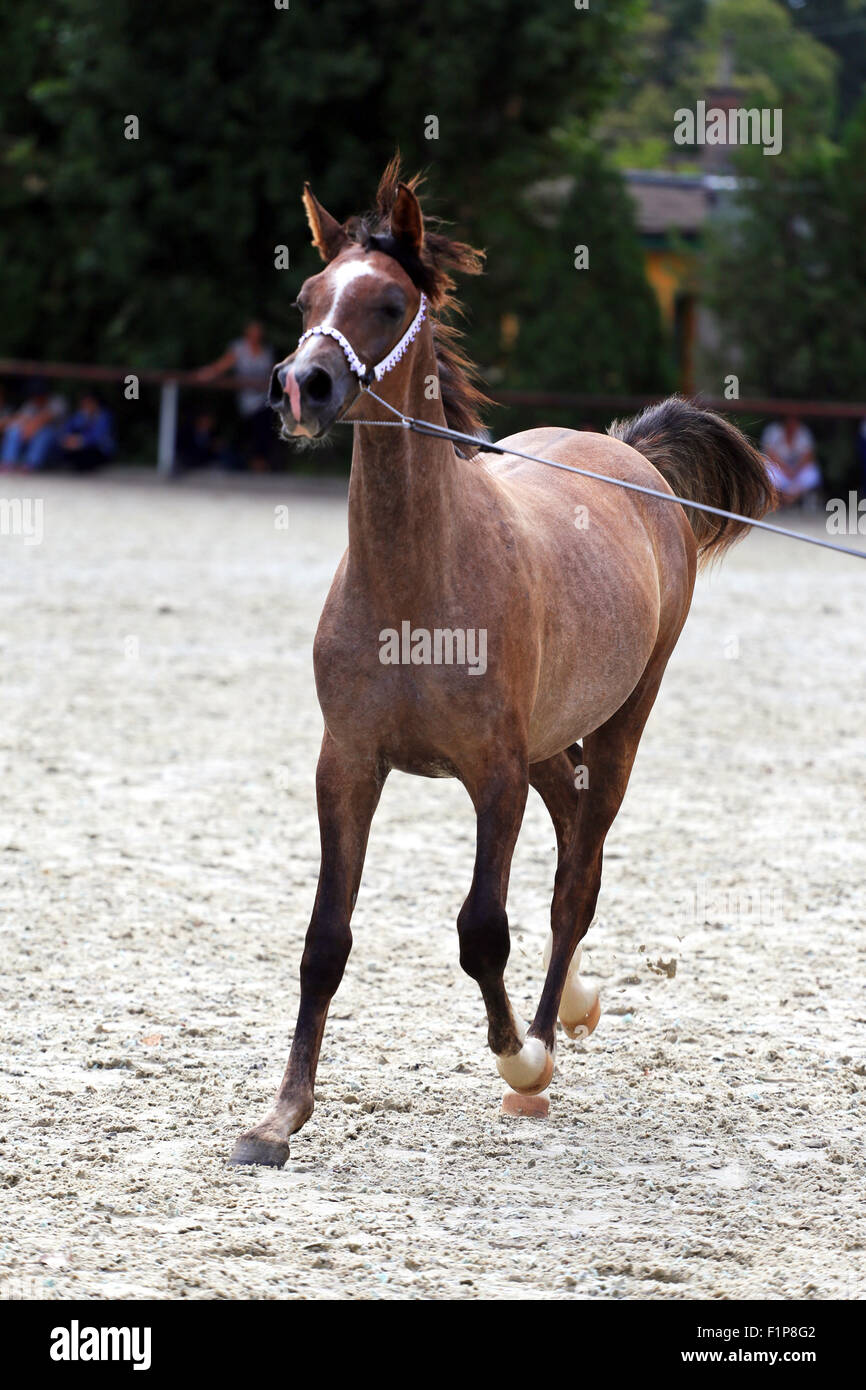 Thoroughbred arabian breed colt running across showground with trainer ...