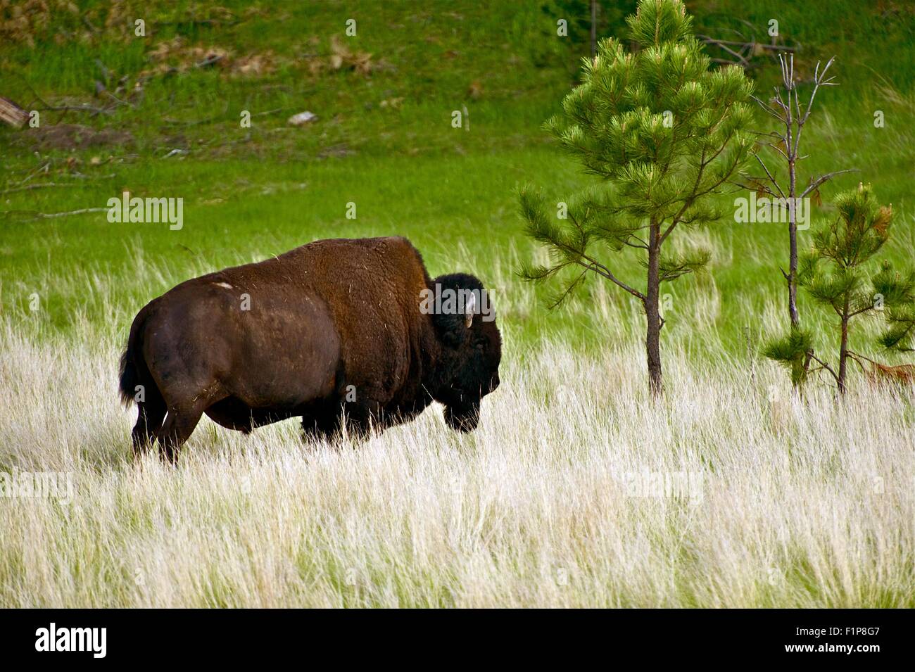 American Bison on Prairie - Custer State Park, South Dakota, USA ...