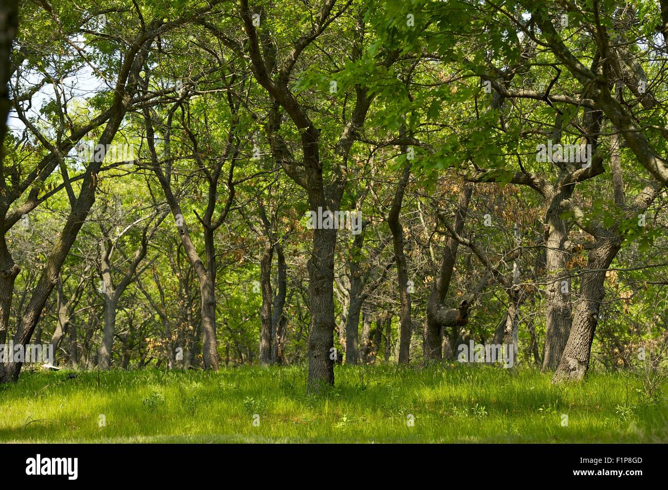 Short Trees Forest in Beach State Park, Illinois, USA. Forest Landscape ...
