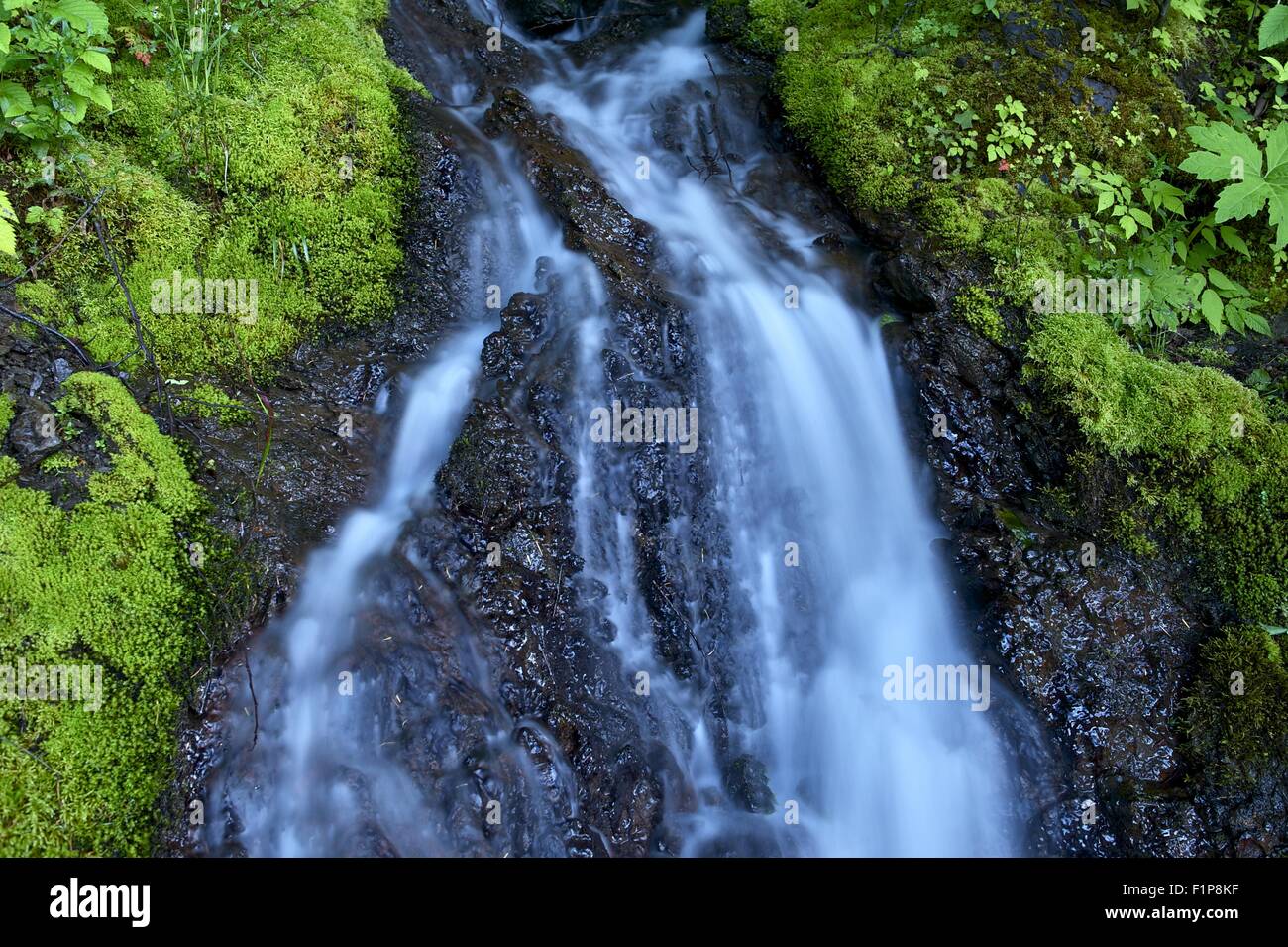 Tiny Waterfall in Mossy Forest. Nature Photo Collection Stock Photo - Alamy