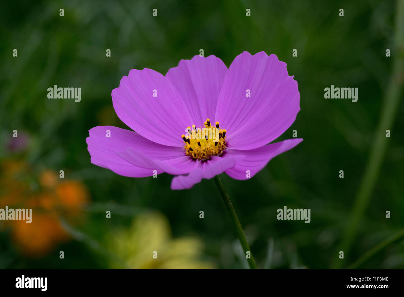 A mauve flower Stock Photo - Alamy