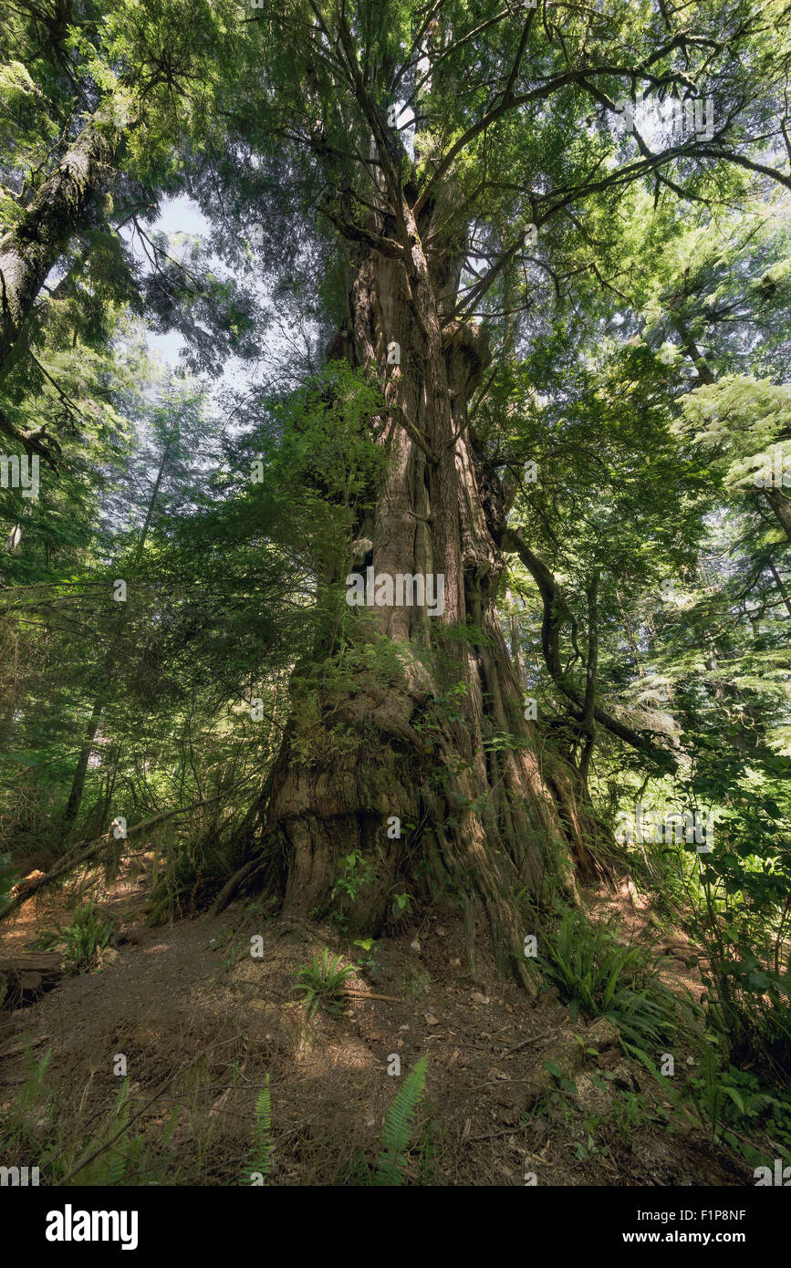 Giant Western Red Cedar