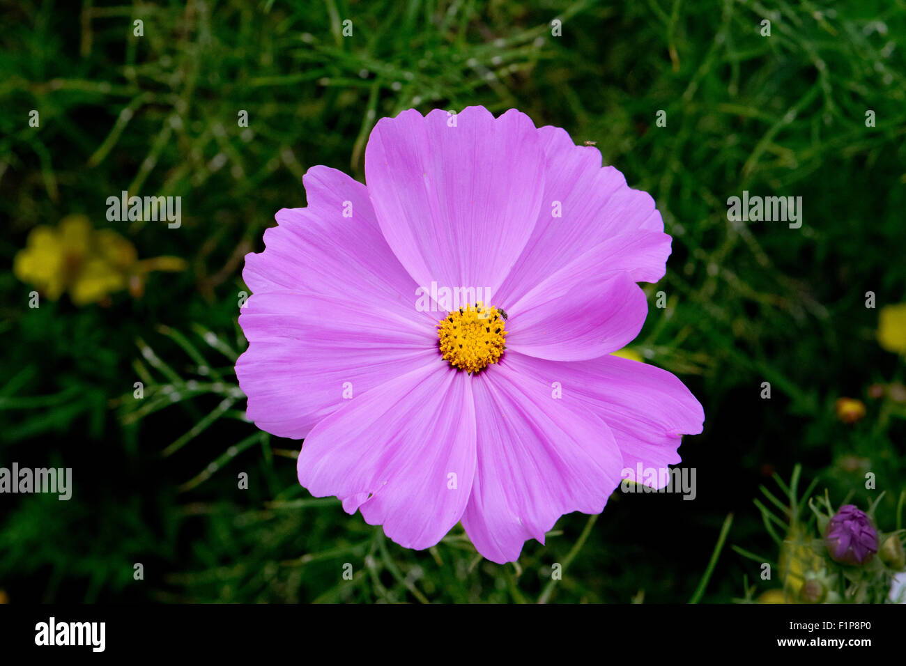 A mauve flower Stock Photo - Alamy