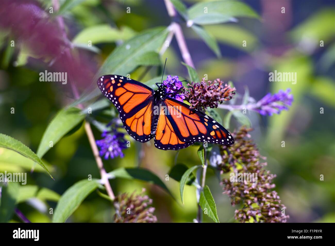 Monarch Butterfly Closeup. Spring in the Garden. Monarch Butterfly on ...