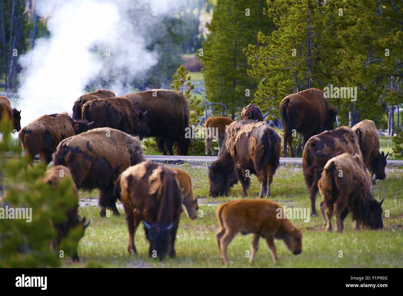 Yellowstone Bisons - American Bisons. American Bison Has a Shaggy, Long ...