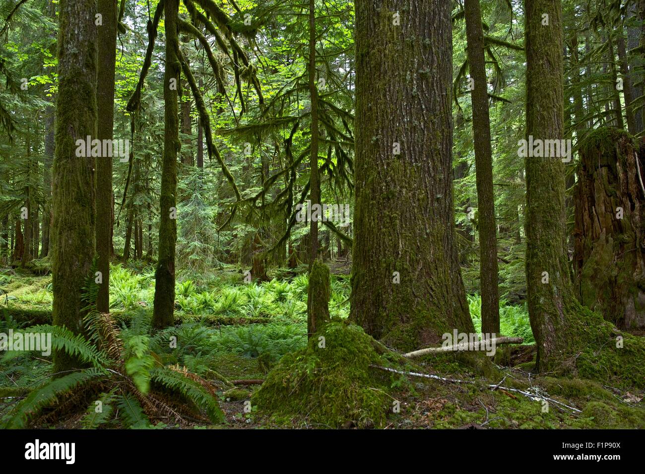 Mossy Forest in Washington State, USA. Washington Rainforest Landscape ...