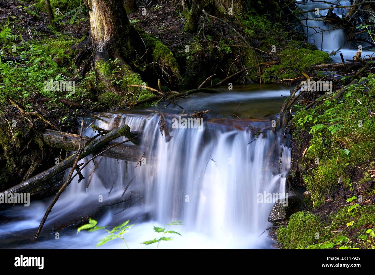 Small Forest Waterfall - Waterfalls Photography Collection. Montana ...