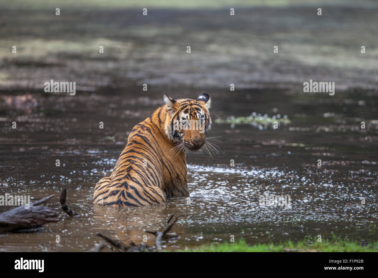 Bengal Tiger near by Rajbaug lake Ranthambhore forest. [Panthera Tigris ...