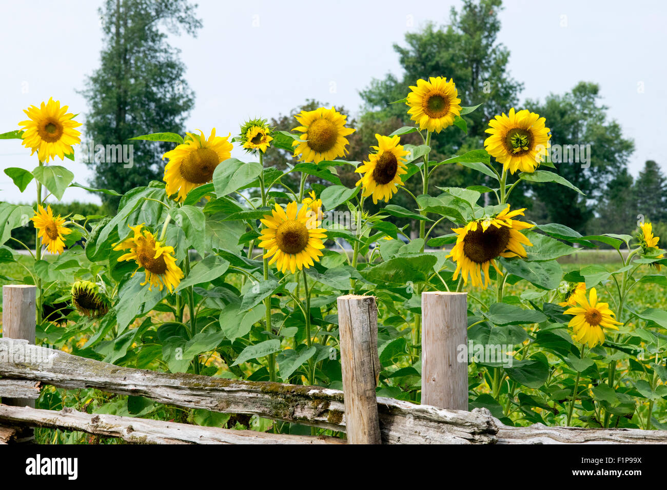 Fence and Sunflowers Stock Photo - Alamy
