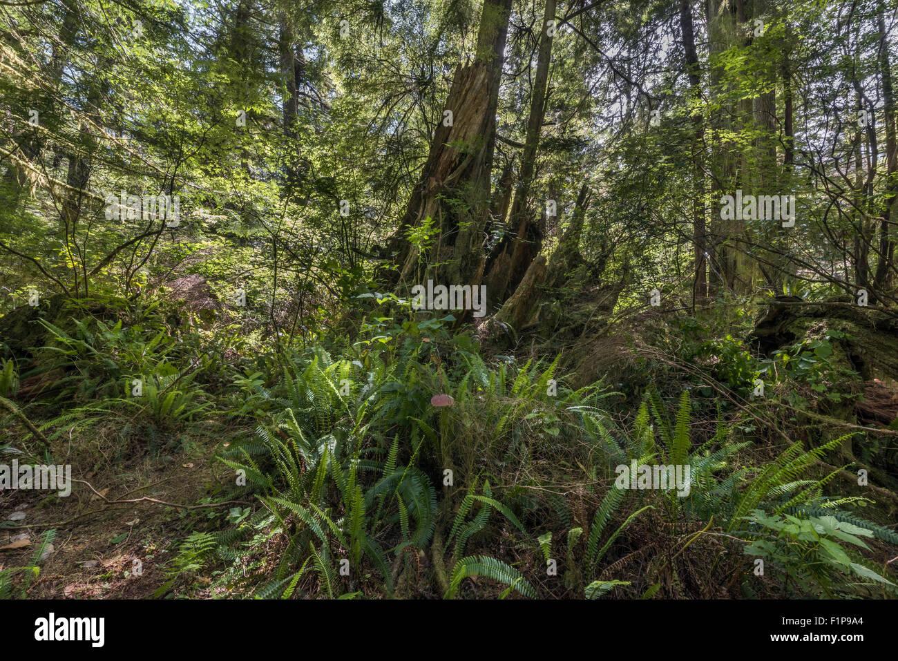 North temperate rainforest, Meares Island, Tofino, British Columbia ...