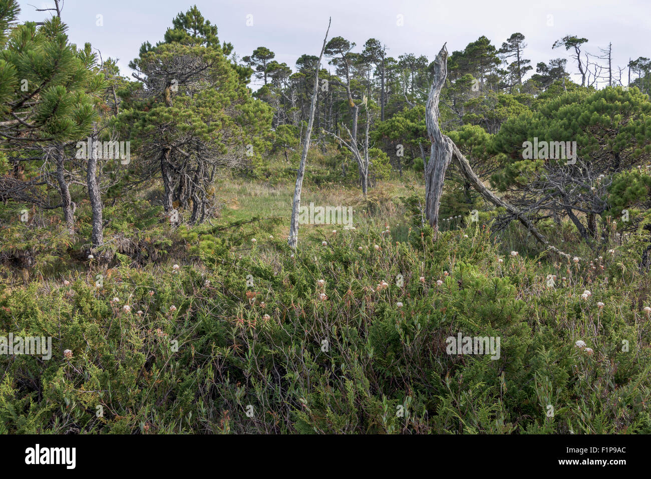 Pacific Northwest bog ecosystem with Shore Pines, Bog Trail, Pacific ...