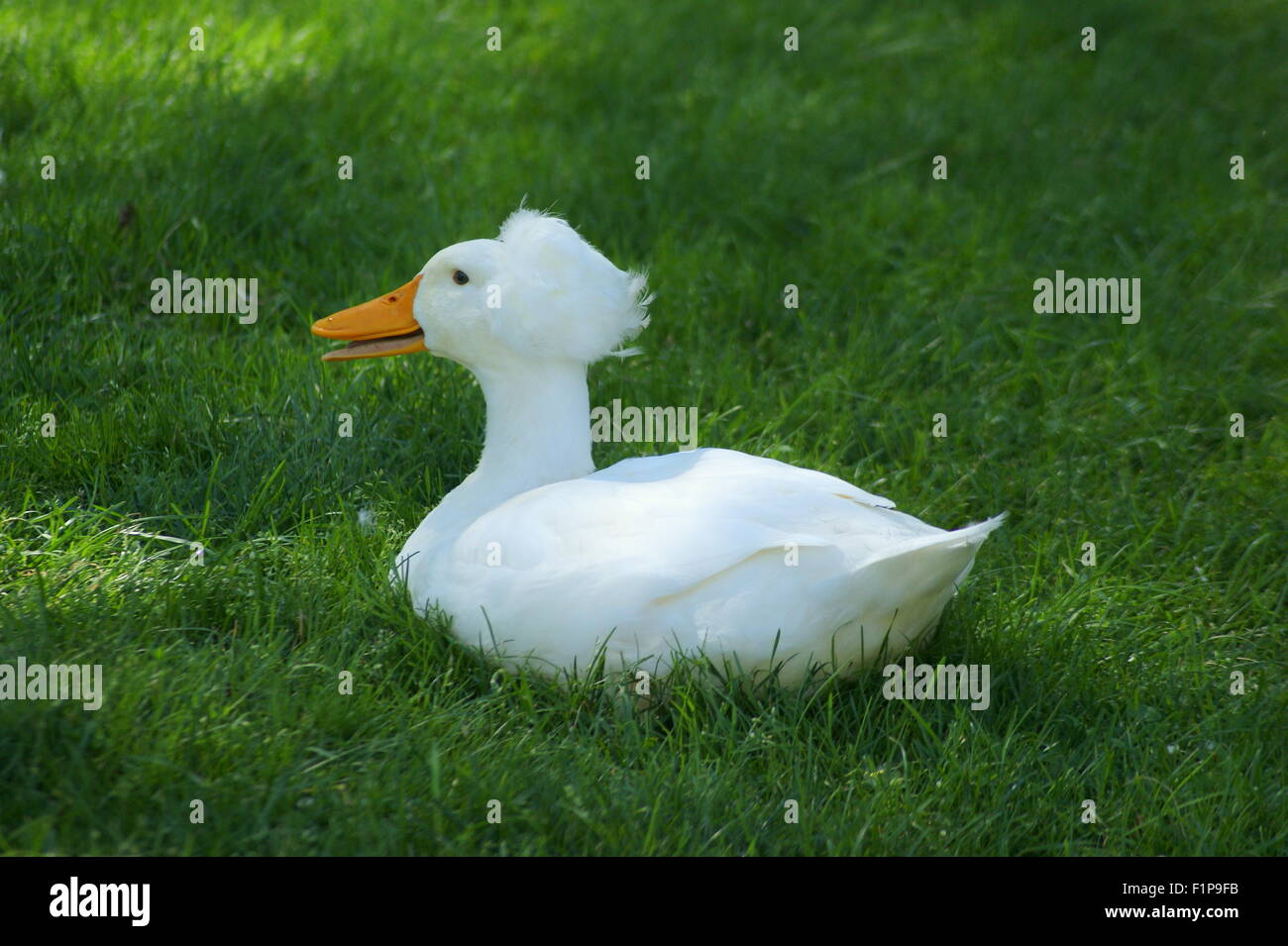 White duck hi-res stock photography and images - Alamy