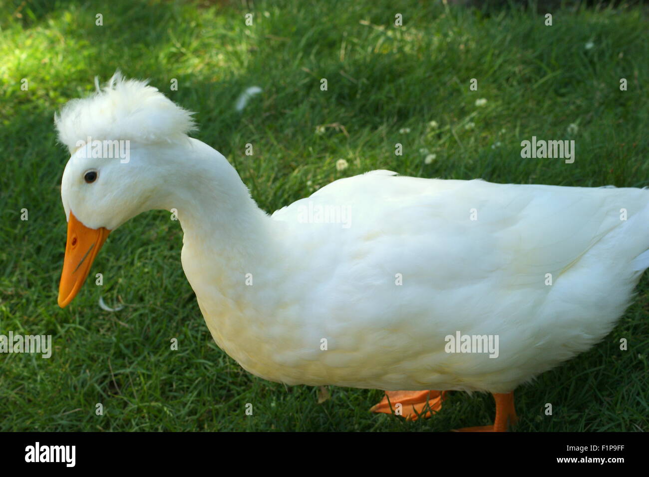White duck hi-res stock photography and images - Alamy