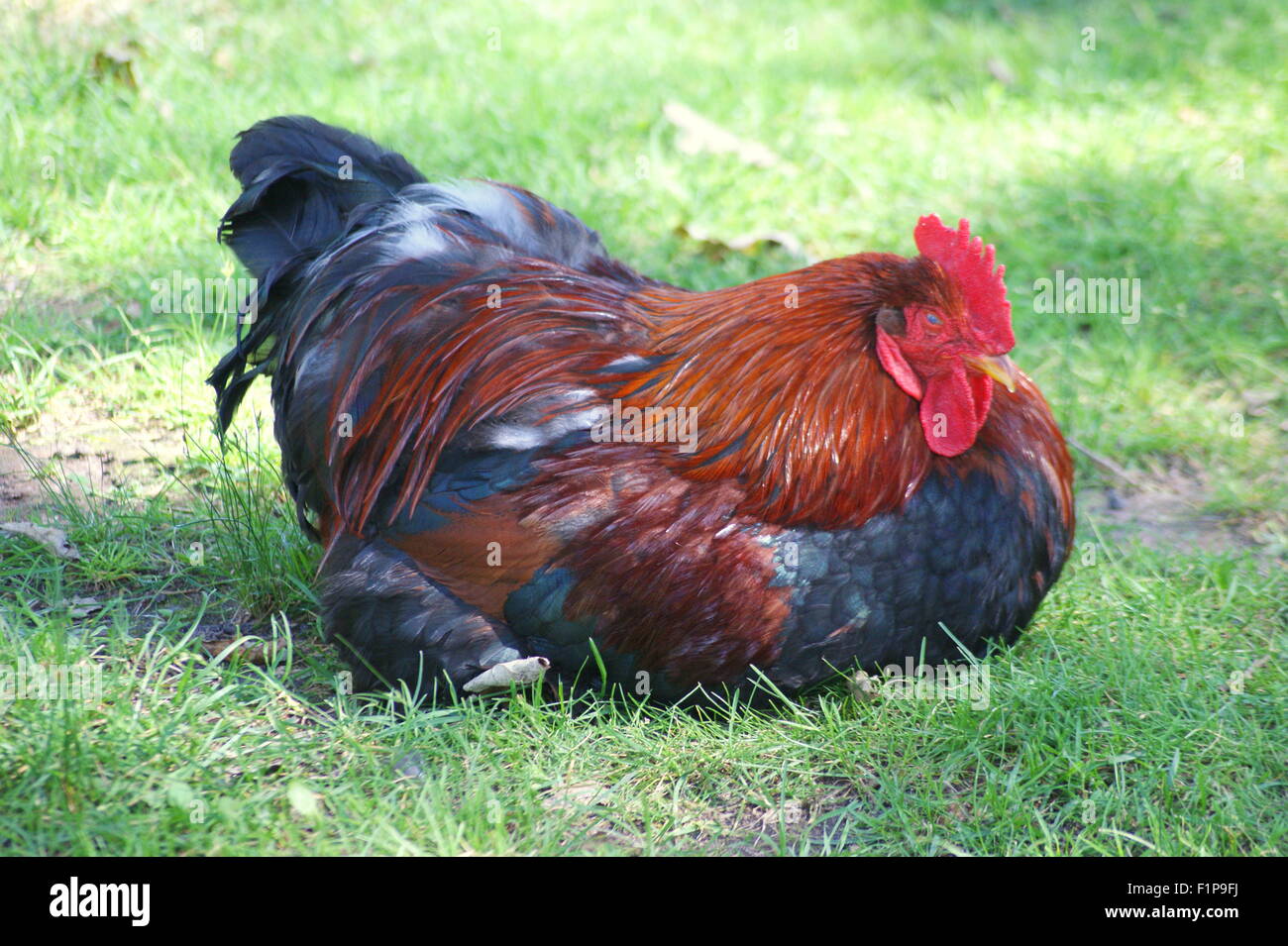 Rooster High Resolution Stock Photography and Images - Alamy