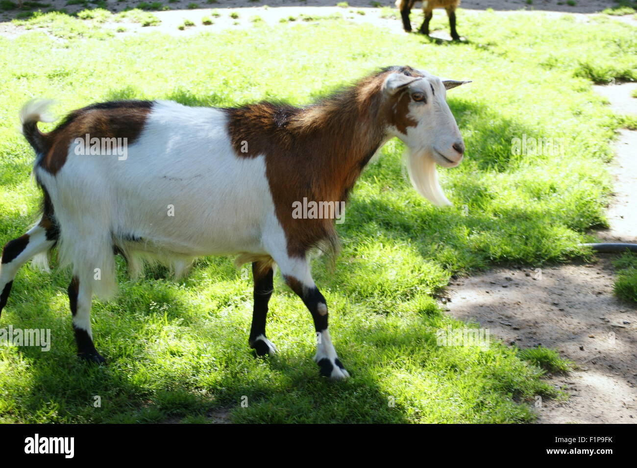 Bearded goat hi-res stock photography and images - Alamy