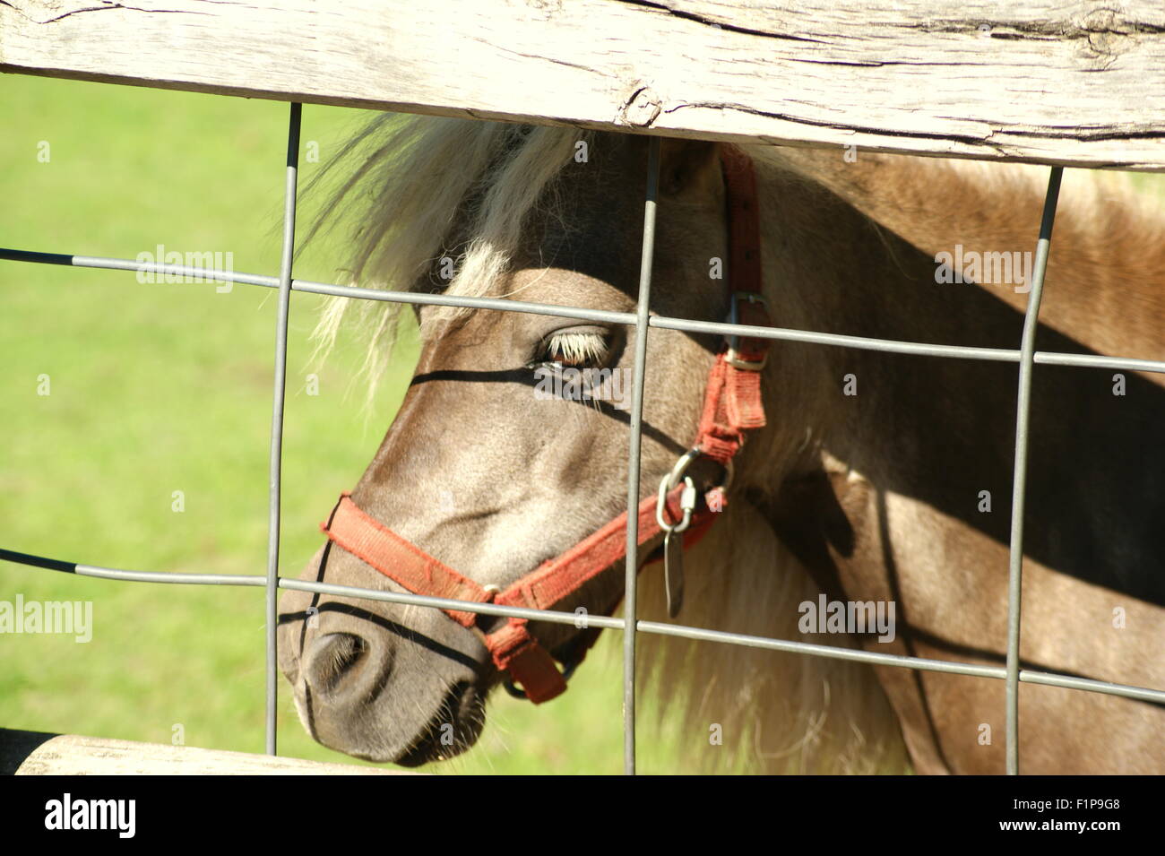 Brown pony hi-res stock photography and images - Alamy
