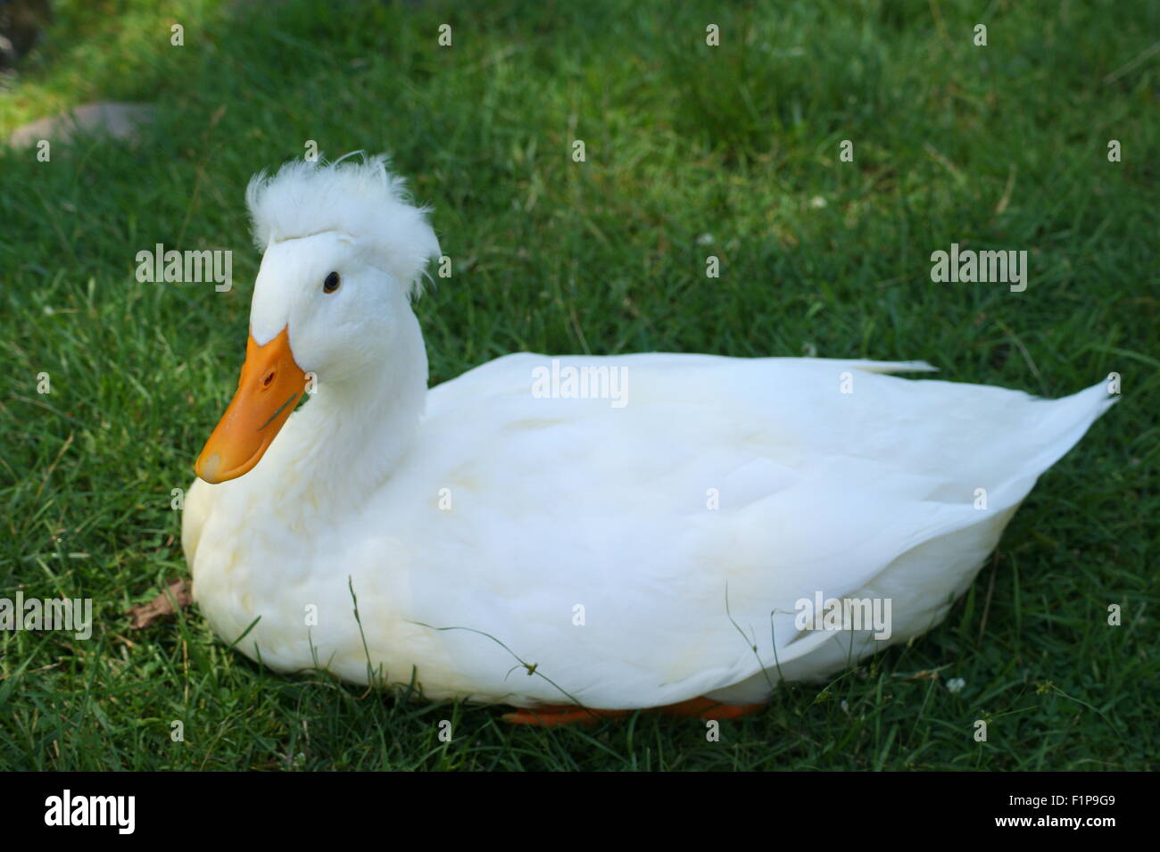 White duck hi-res stock photography and images - Alamy
