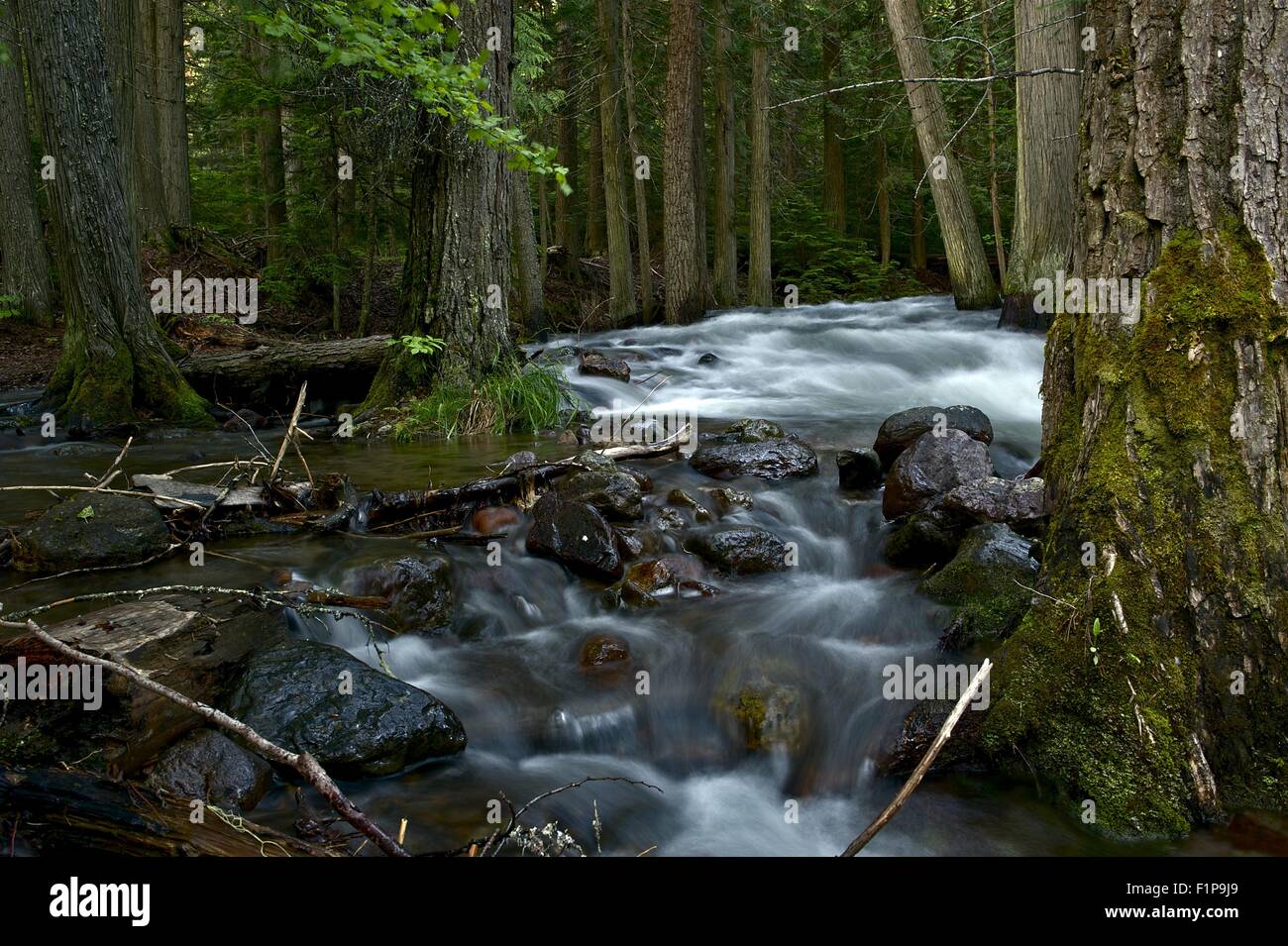 Deep Forest Creek - Mossy Forest with Small Overflowing Mountain Stream ...