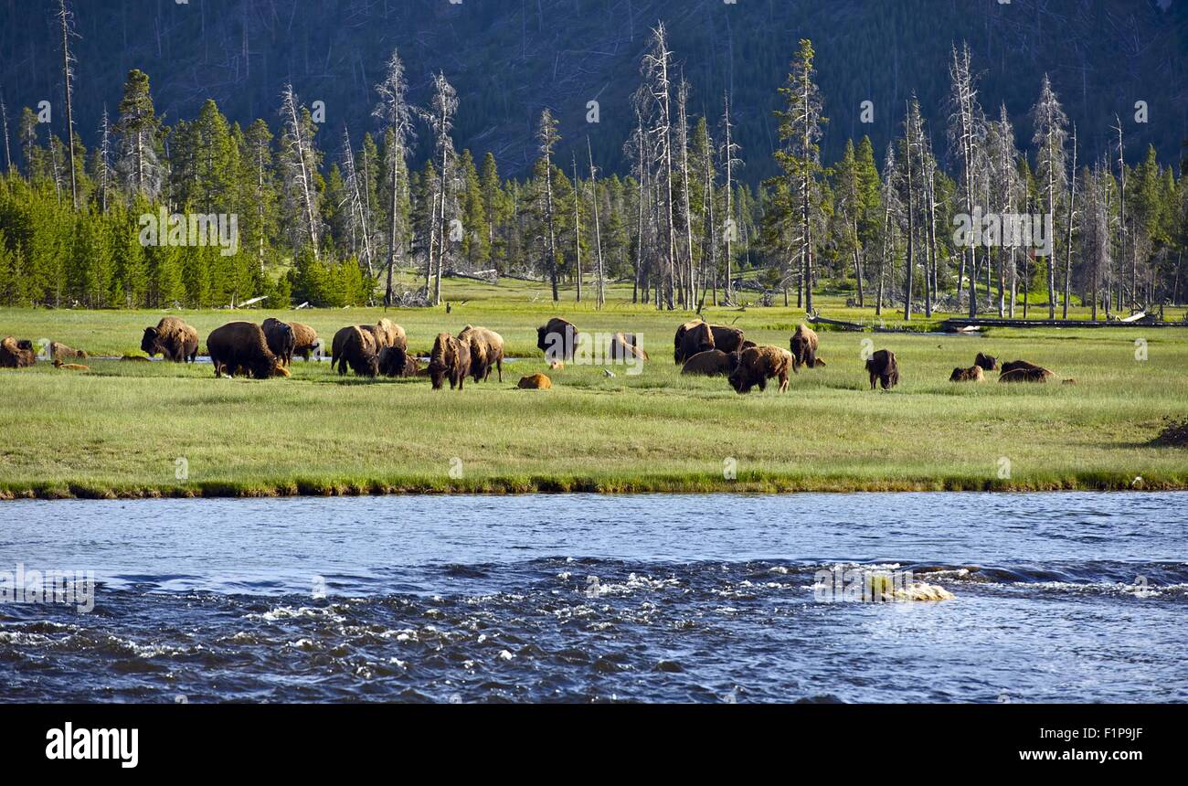 Bison ecosystem hi-res stock photography and images - Alamy