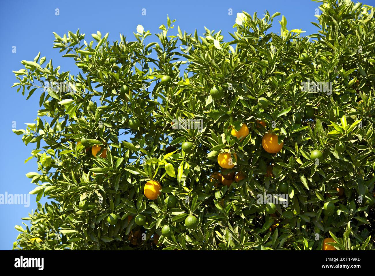 Orange Tree in Southern California. Oranges Farm. Orange Tree and Blue ...