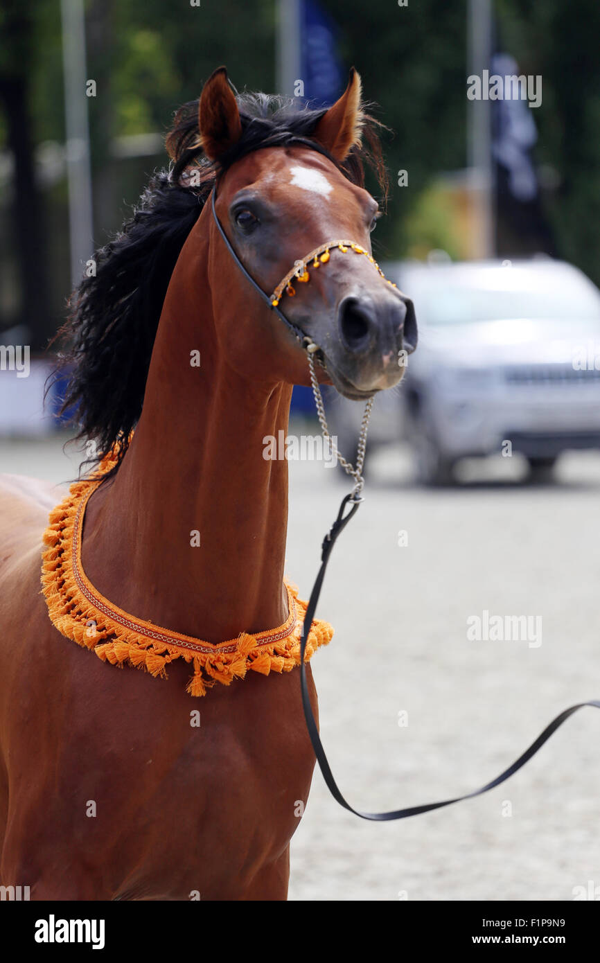 Purebred arabian horse on a foal show Stock Photo - Alamy