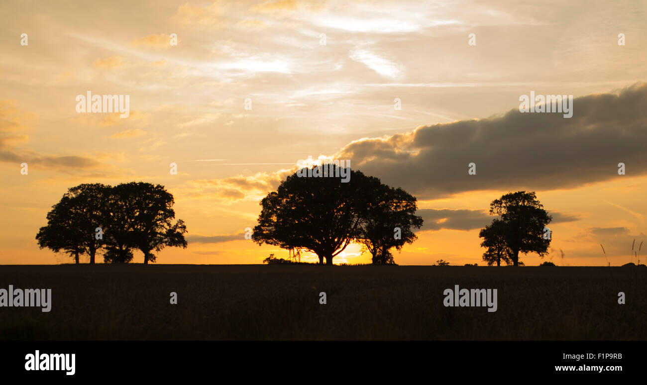 Dorset trees hi-res stock photography and images - Alamy