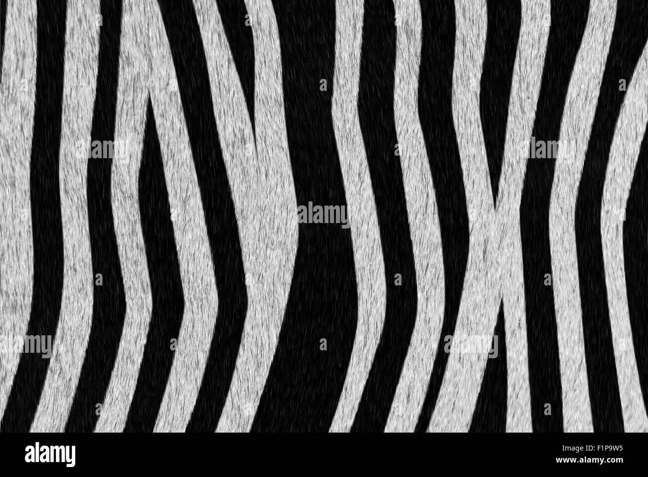 Zebra Coat Background - Zebra Skin Closeup Texture. Digitally Generated ...