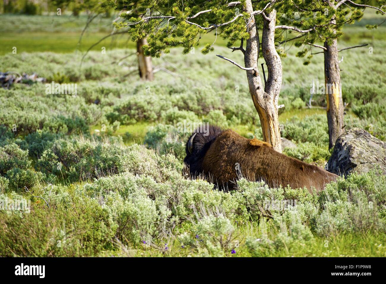 Lonely Bison in the Yellowstone National Park. Bison Under the Tree ...