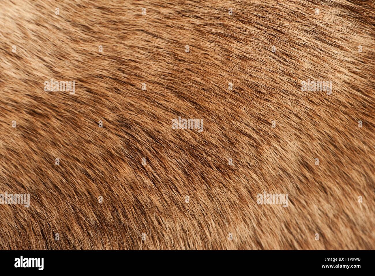 Moose Coat / Moose Fur Real Closeup Photo. Animals Photo Collection ...