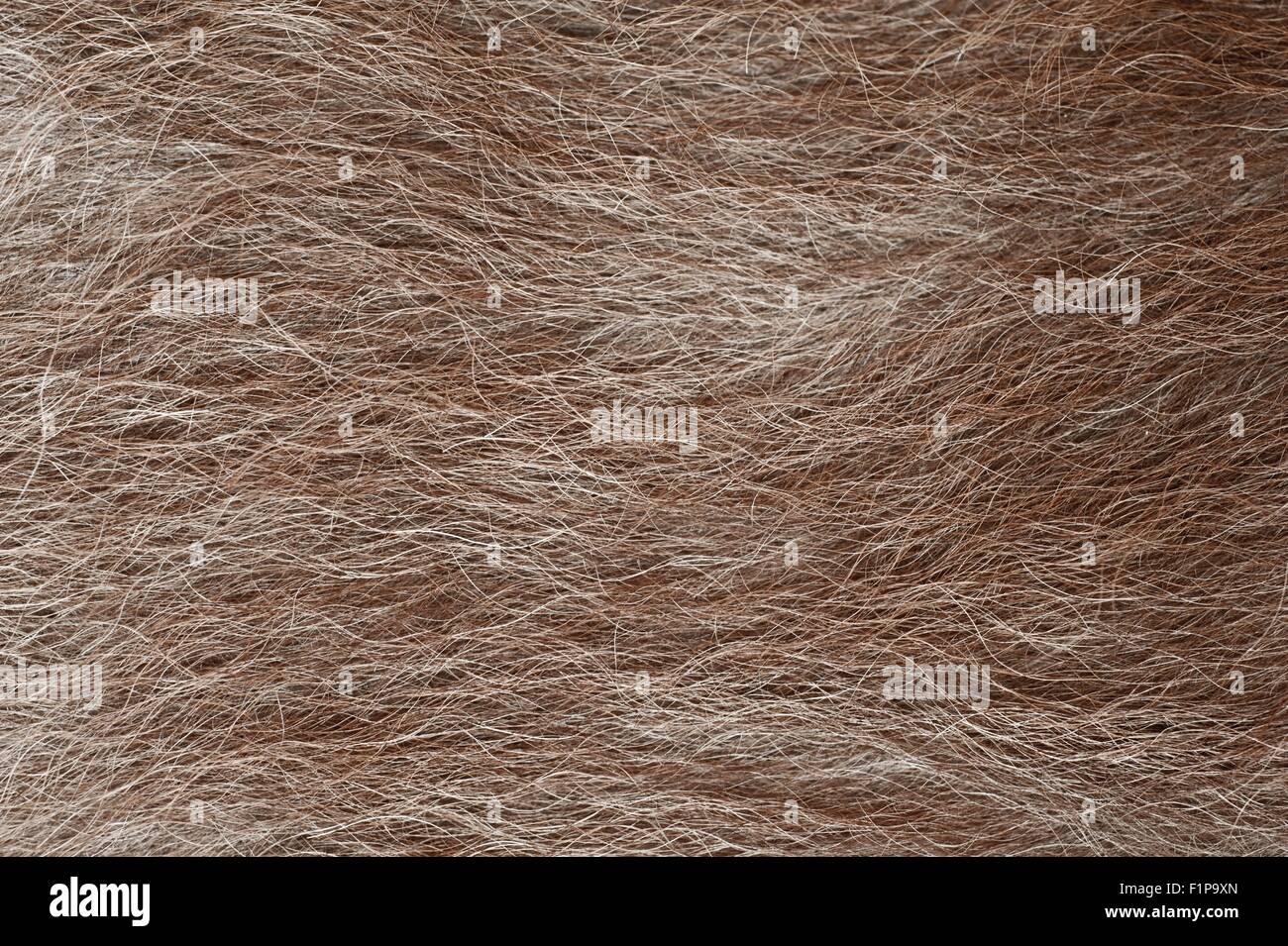 Hairy Animal Coat Photo Background. Real Wild Animal Fur Stock Photo ...