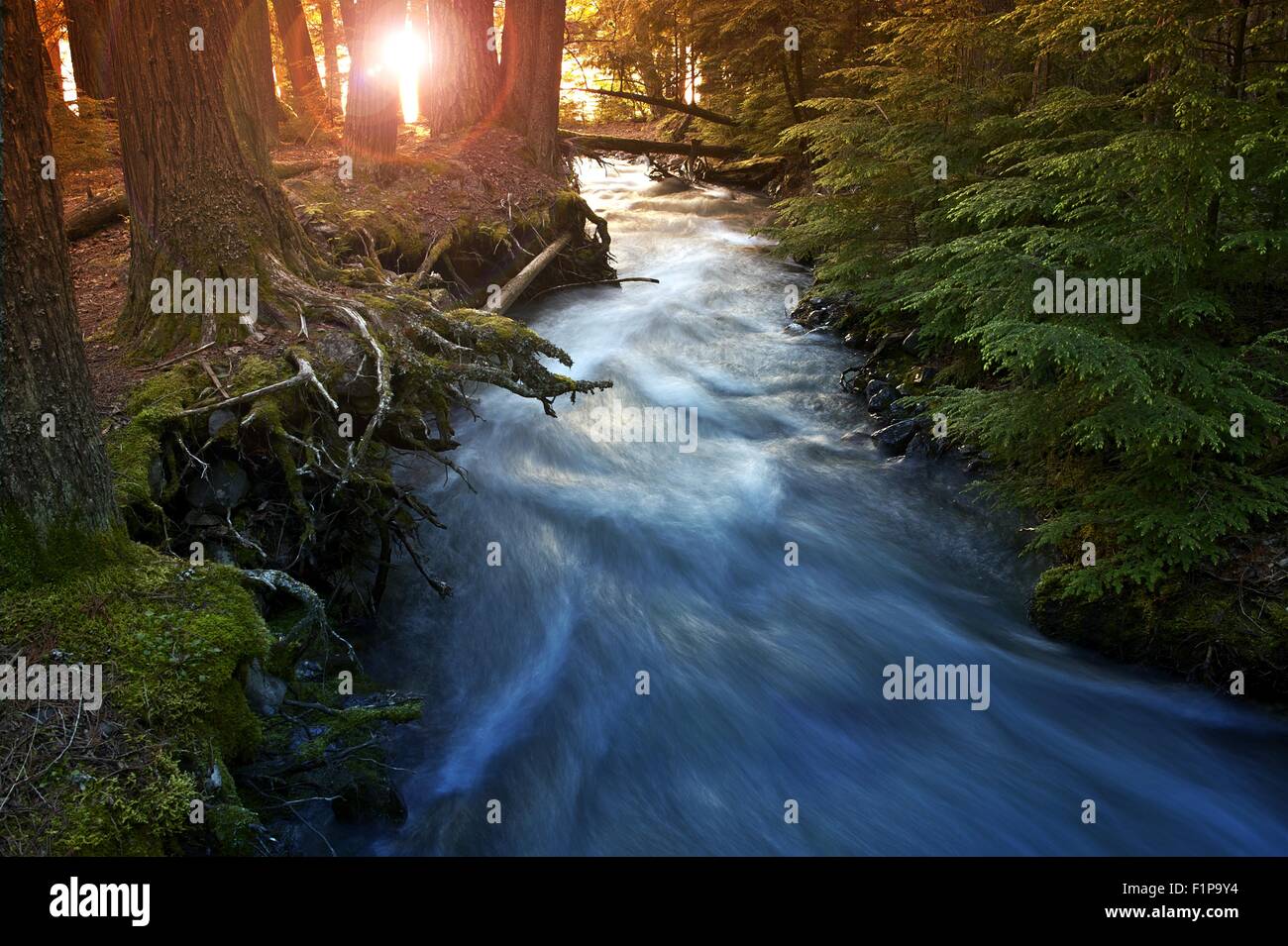 Mountain Forest Scenery with Sunlight Coming In Between Trees. Mountain ...