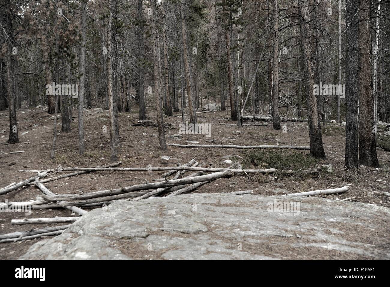 Wood nature landscape hi-res stock photography and images - Alamy