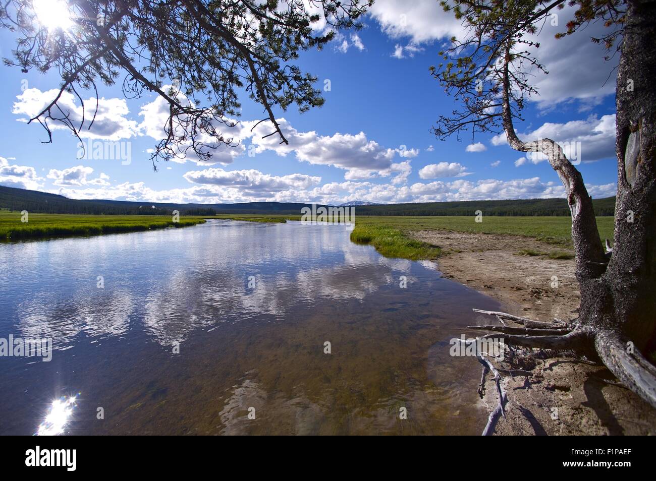 Crystal Clear Yellowstone Gibbon River - Yellowstone Landscape. U.S ...