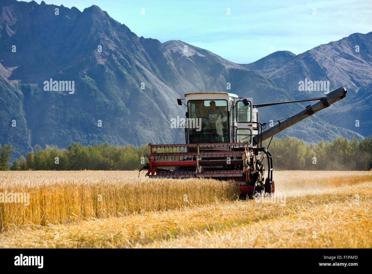 Gleaner E3 1968 Allis Chalmers Combine harvesting wheat Stock Photo - Alamy