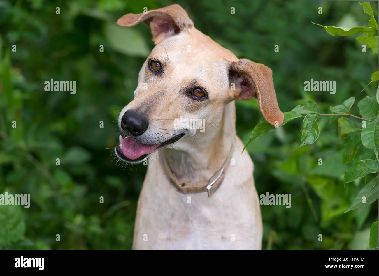 Curious dog outdoors is a funny dog tilting his head set against a ...