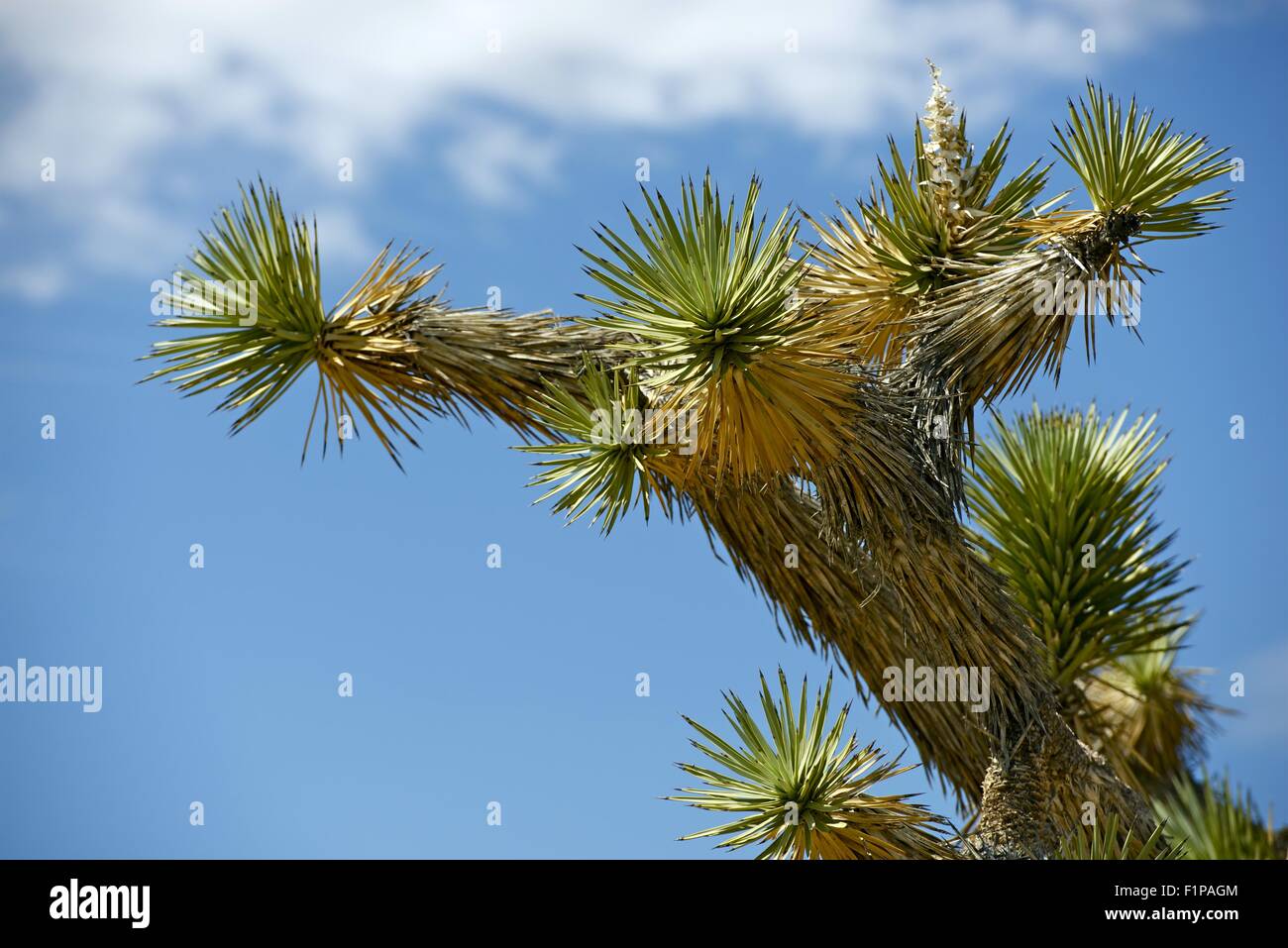 Joshua Trees and Wind Turbines, Mojave, CA / Southern California ...