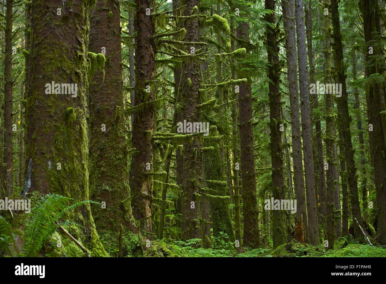 Washington State Rainforest Photography. Olympic National Park. Nature ...