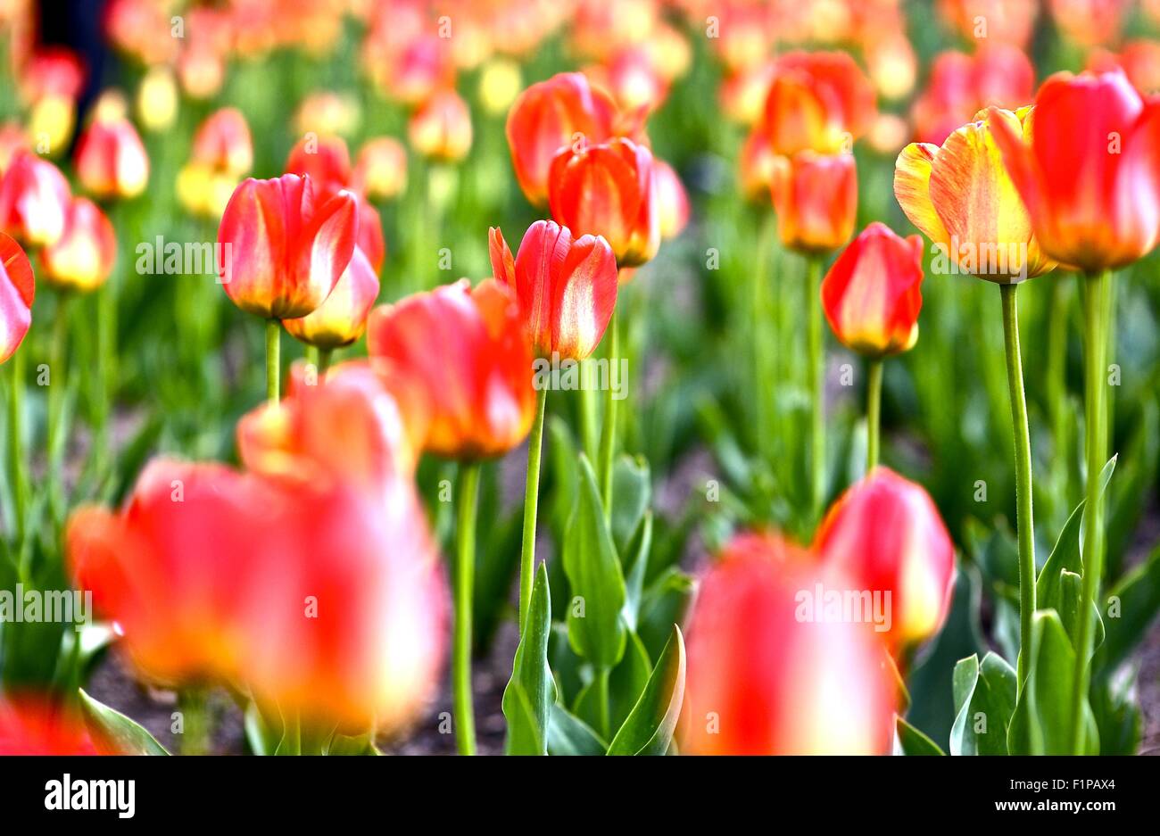 Tulips Meadow. Beautiful Red Tulips. Flowers Photo Collection Stock ...