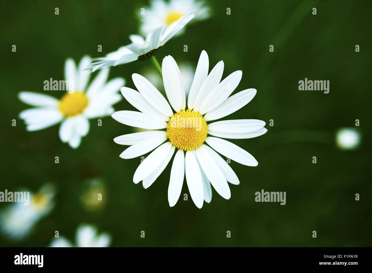 Mountain Daisy in Macro Photography. Olympic National Park, Washington ...