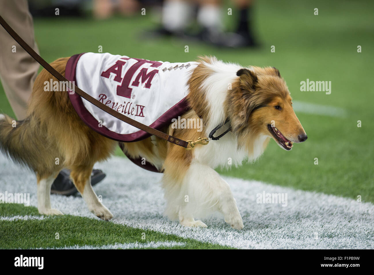 Houston, TX, USA. 5th Sep, 2015. Texas A&M Aggies mascot Reveille IX ...