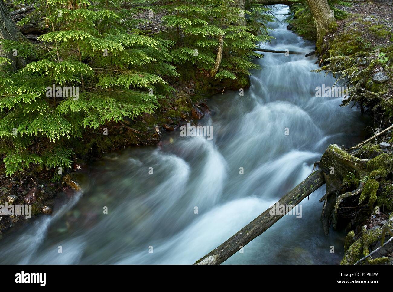 Little Mountain Stream - Montana USA - Glacier National Park. Forest ...
